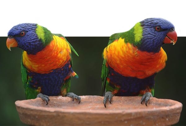 Sexing birds by genetics: Safer method | Iberogen